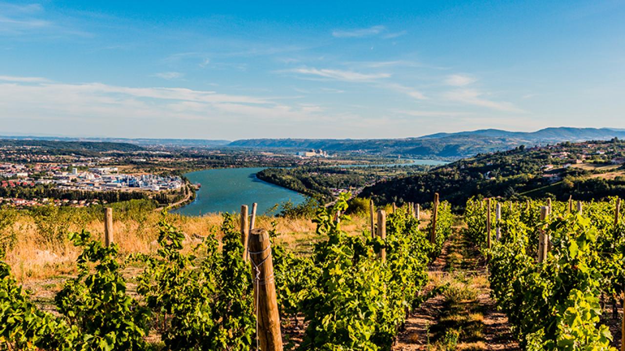 When In Rhône | A North and South Divide | Wine Auctioneer